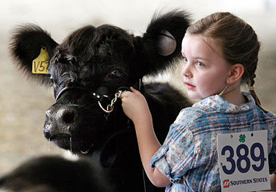 4-H Livestock Show | Archives | hendersondispatch.com