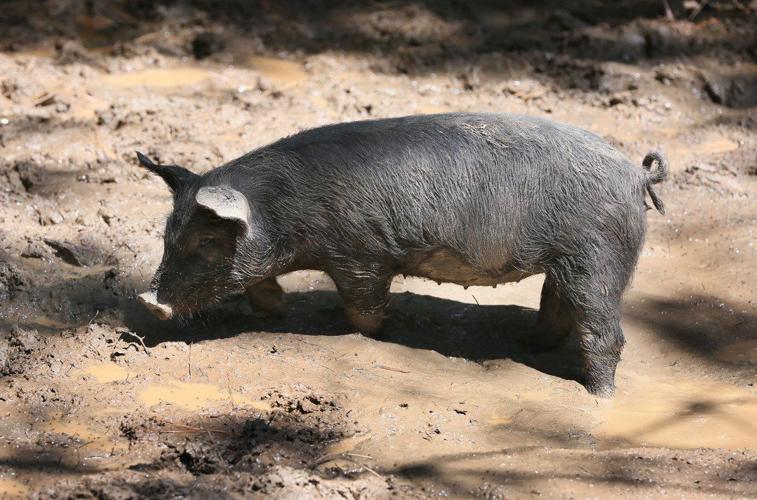 Warren County farm earns Animal Welfare Approved certification | News ...