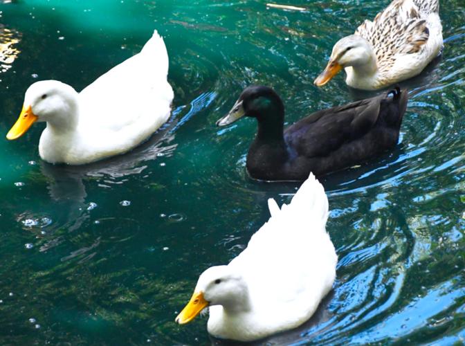 Back to Eden: Spellman transforming Satterwhite Point Road property ...