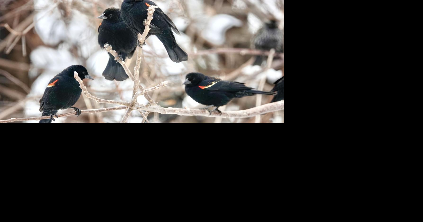 Al Batt: It’s impossible not to be impressed by birds | News ...