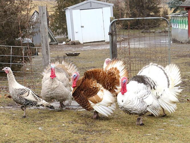 Where oh where has dear whitey gone? | News | hendersonindependentnews.com