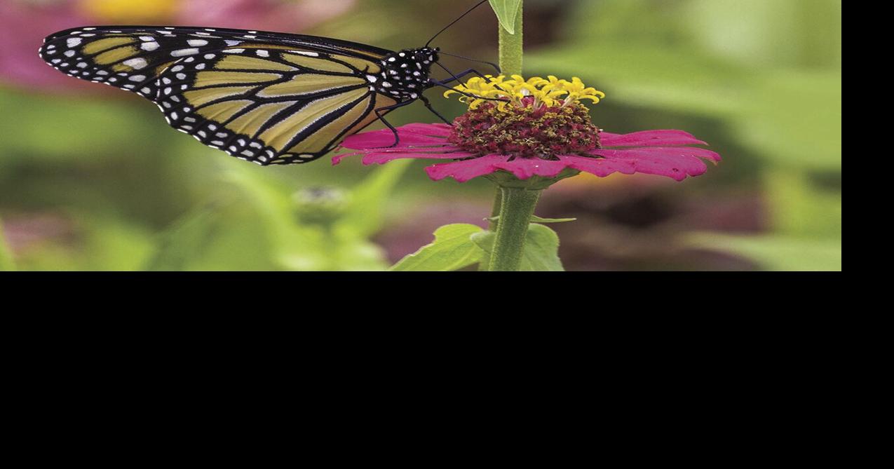 How to Create “Pollinator Friendly” Gardens | News ...