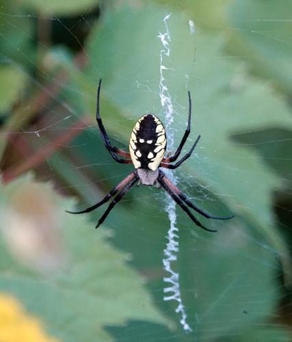 Minnesota’s monarch season is coming to an end | News ...