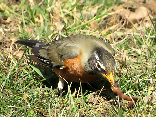 Spring cometh before the robin | Community | hendersonindependentnews.com