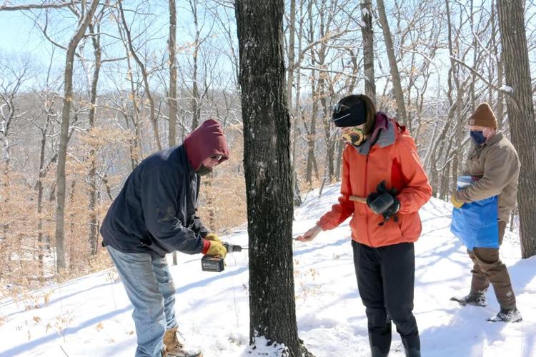 Ney Nature Center Says It's Maple Syrup Tapping Time | News | hendersonindependentnews.com