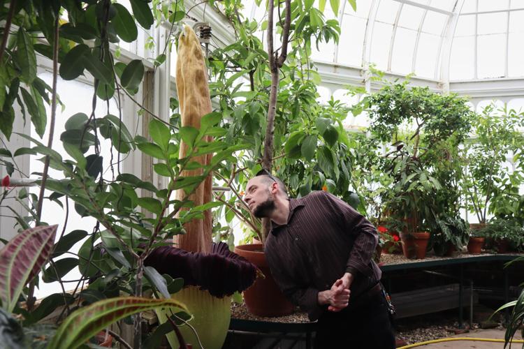 Mount Holyoke’s corpse flower blooms again, drawing crowds to its ...