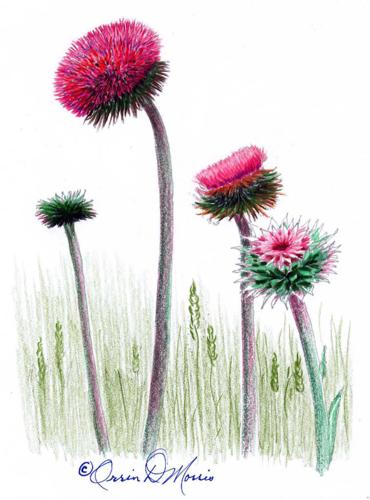 ORRIN MORRIS: Nodding thistle a troubling invader | Faith | henryherald.com