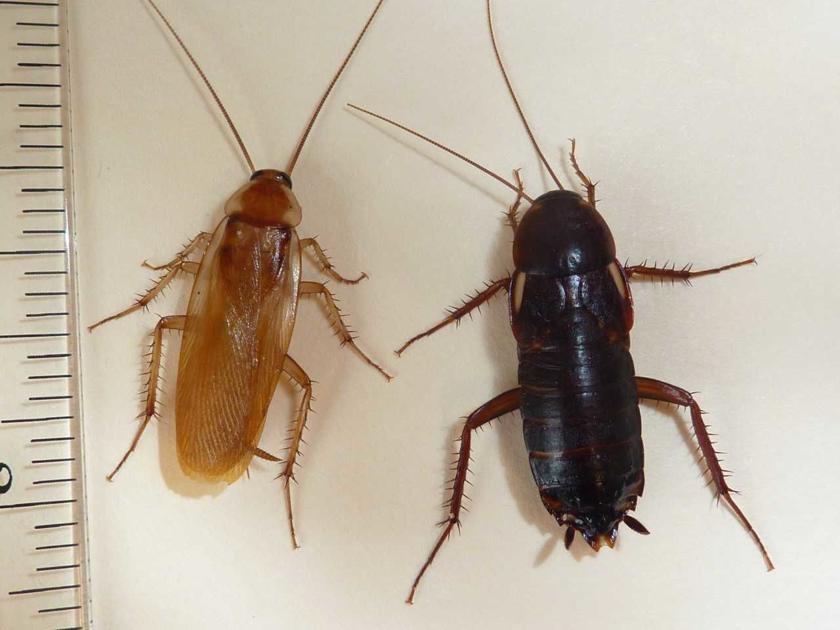 UGA scientists: Turkestan cockroach now resident of Georgia | Features ...