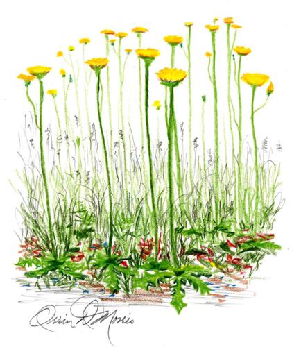 ORRIN MORRIS: Sins are the ‘thorns and thistles’ of our society | Faith ...