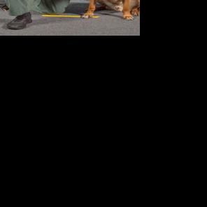 End of Watch for Retired K-9 Sam | News | henryherald.com