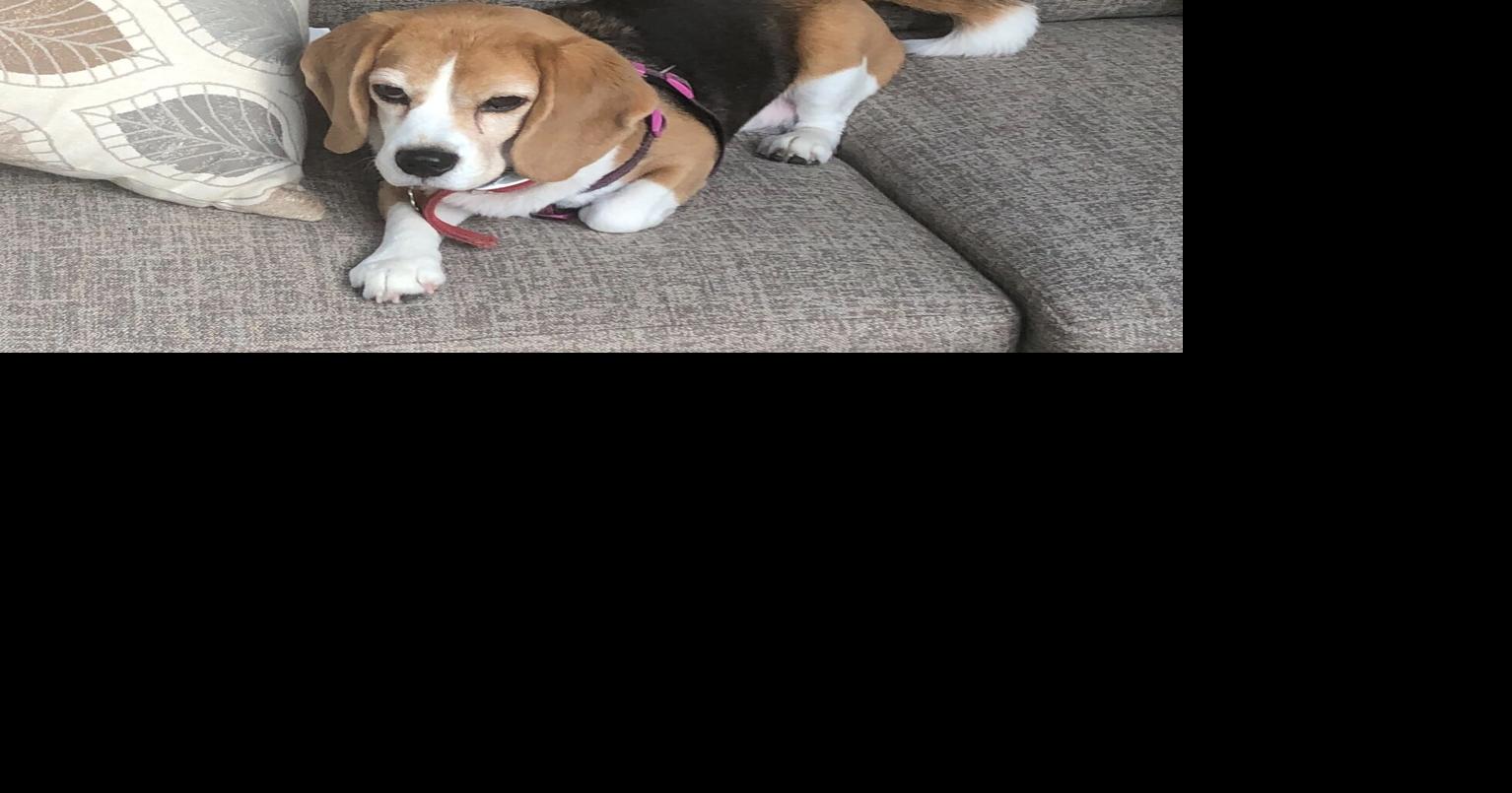 Public's help sought to find lost beagle | Features | henryherald.com