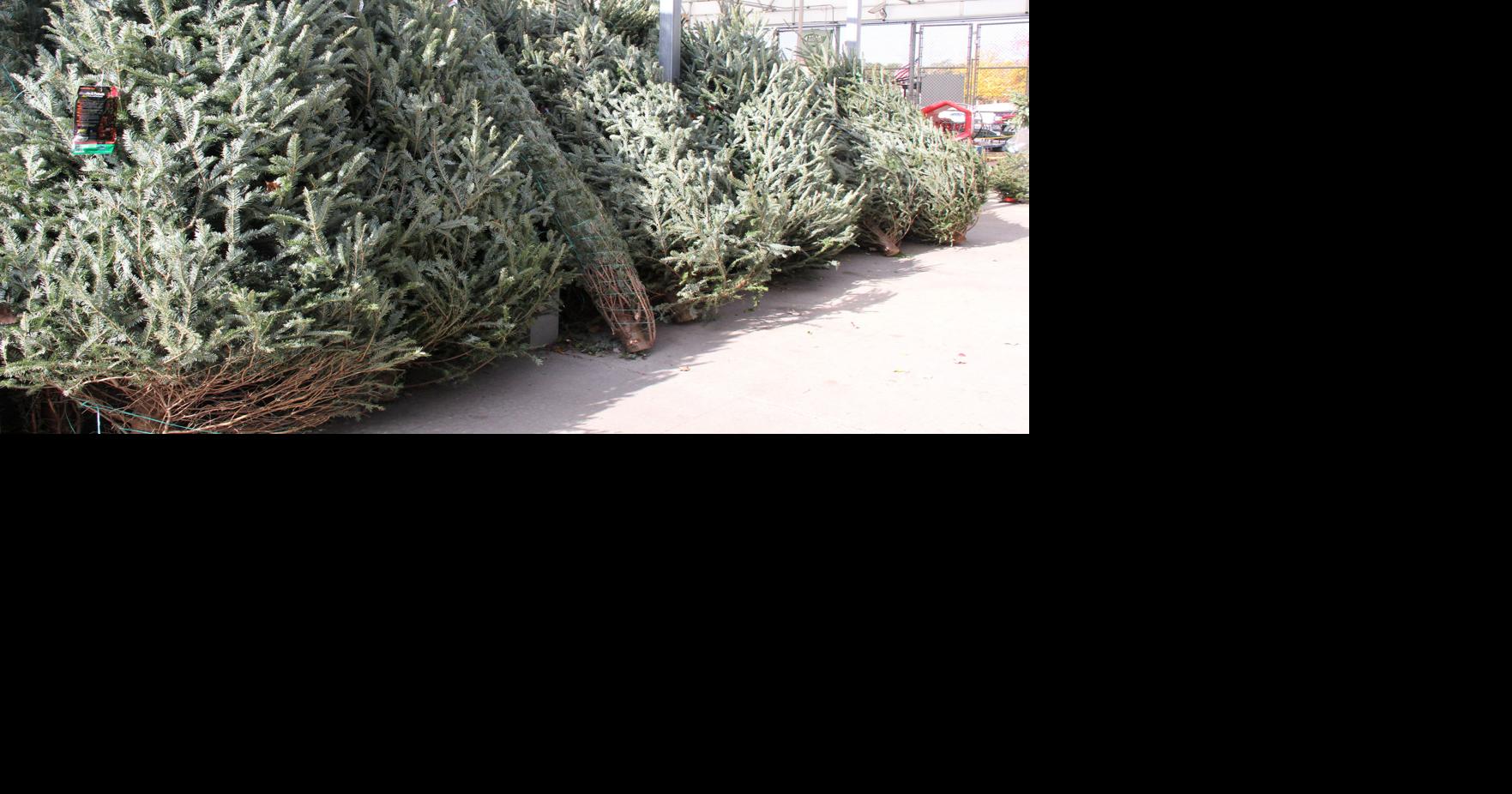 Christmas trees can be fun but also dangerous | Features | henryherald.com