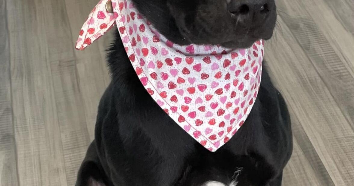 Henry County Adoptable Pets - Week of February 15 | Henry Herald Photo ...
