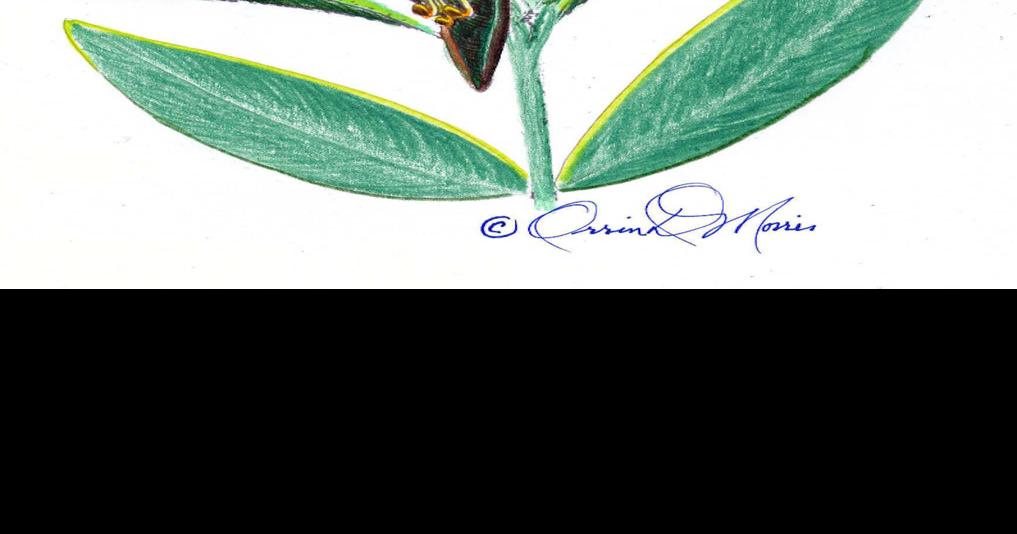 ORRIN MORRIS: Asiatic dayflower a vigorous — but meek — survivor ...