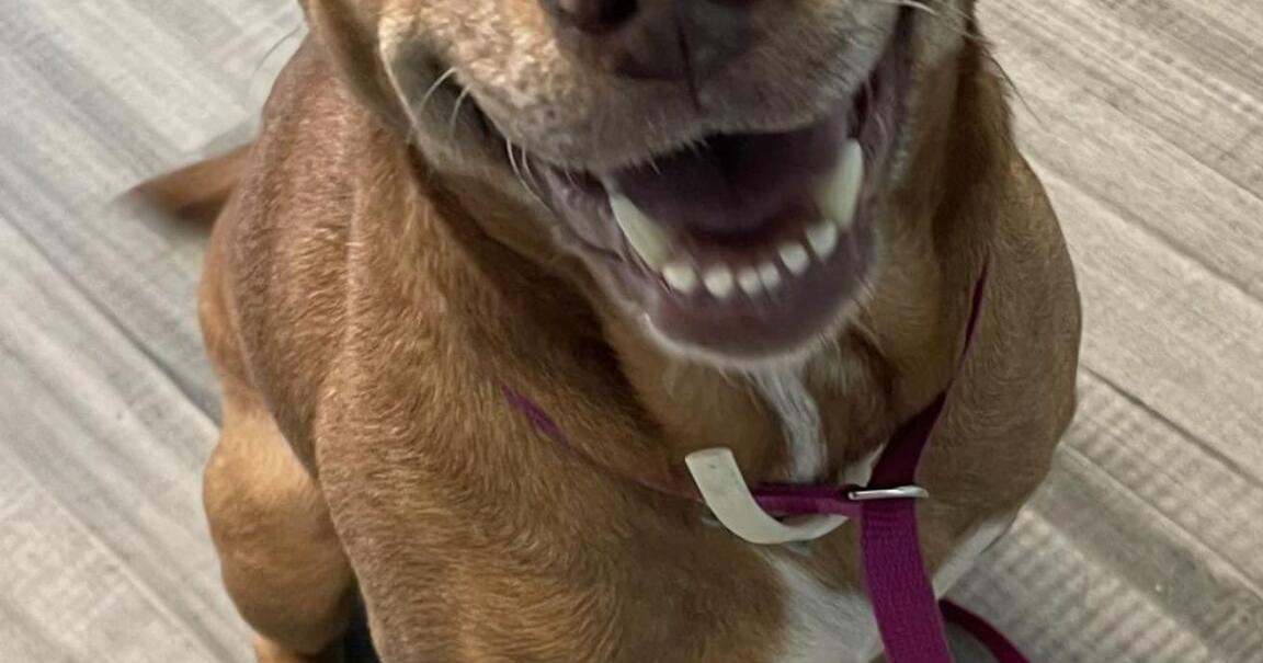 Henry County Adoptable Pets - Week of September 21 | Henry Herald Photo ...