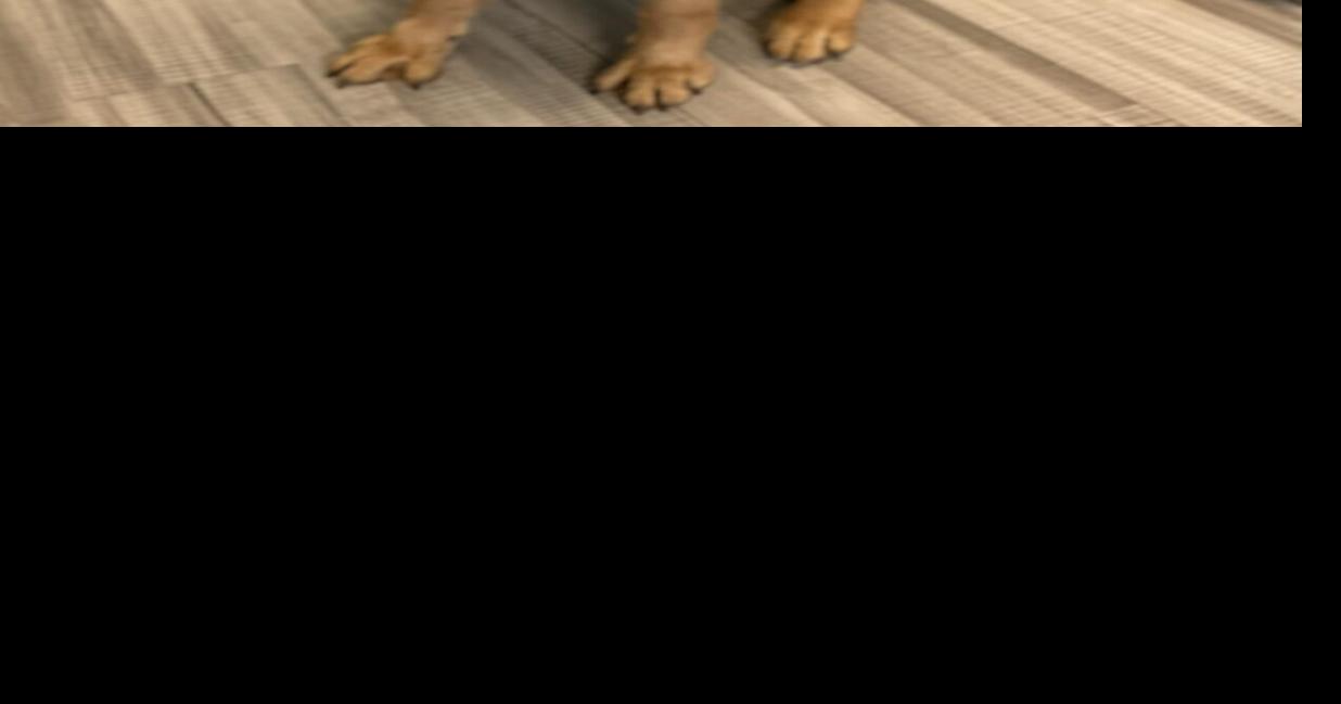 Henry County Adoptable Pets - Week of January 18 | Henry Herald Photo ...