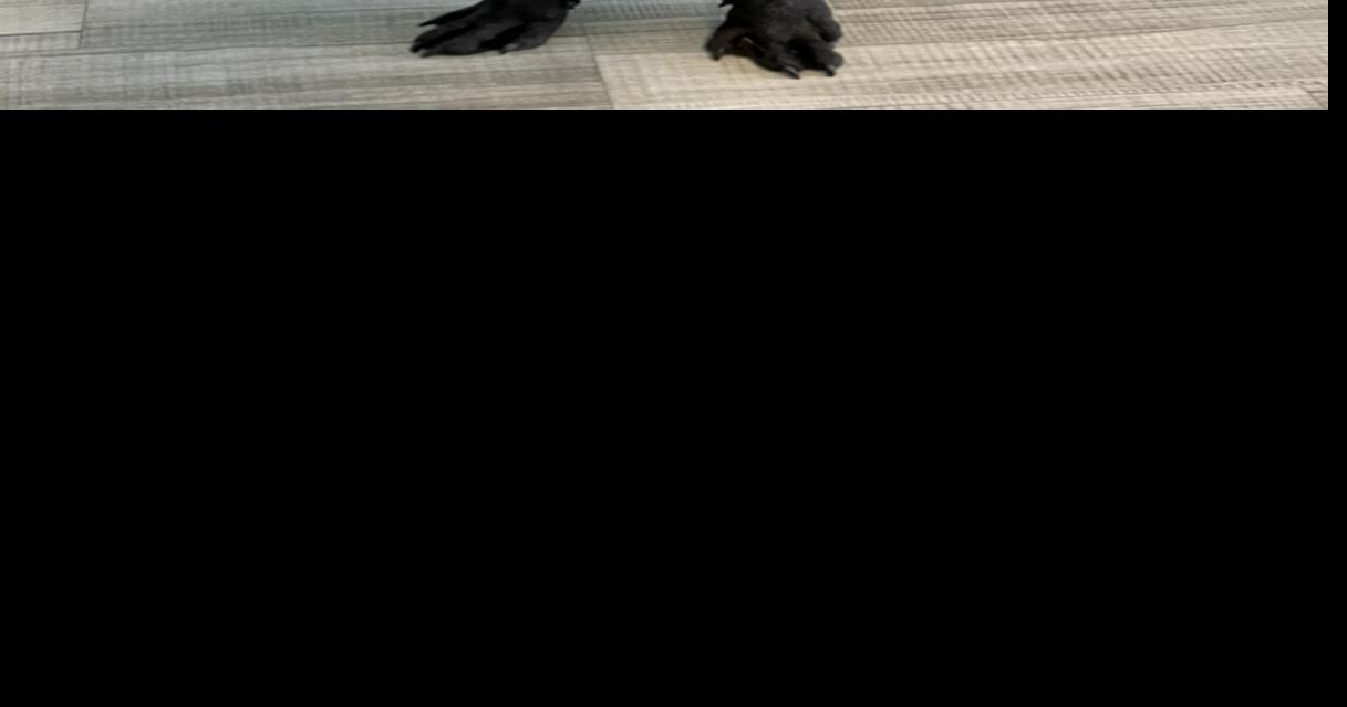 Henry County Adoptable Pets - Week of September 14 | Henry Herald Photo ...