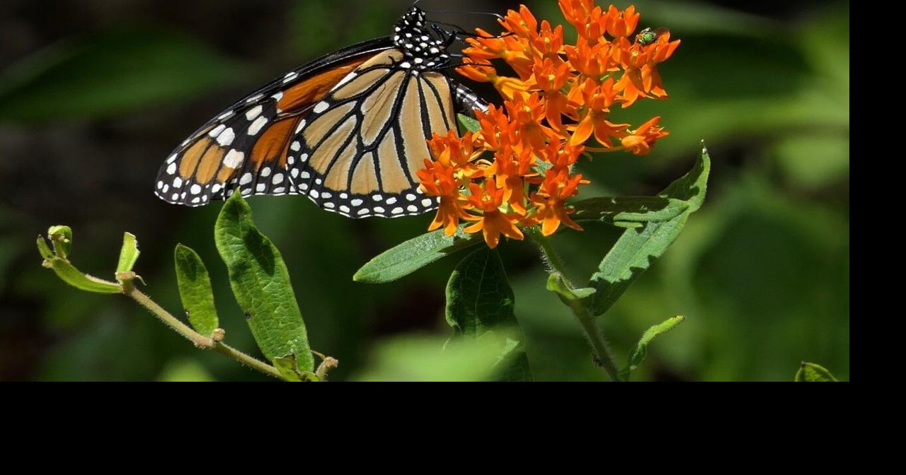 Groups ask for public's help with monarch butterfly research | News ...
