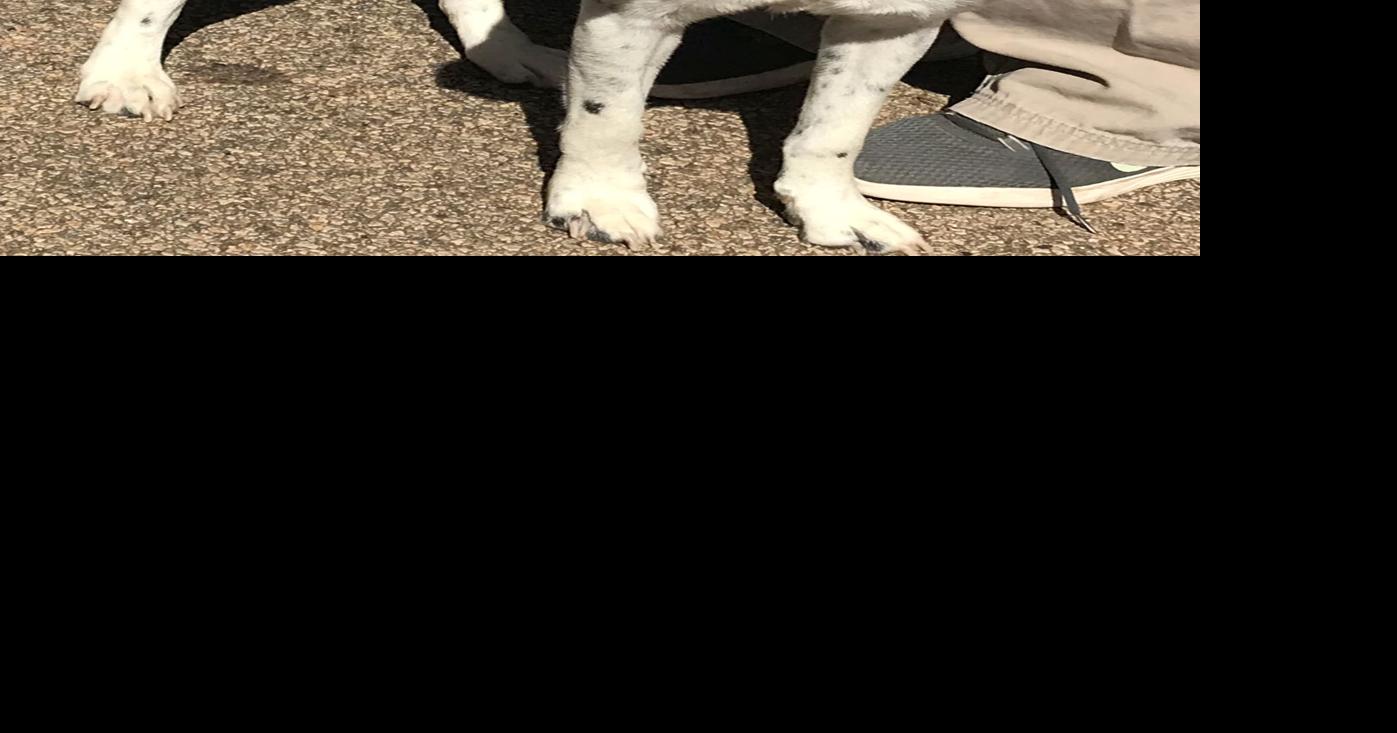 October Pets of the Week | Multimedia | henryherald.com