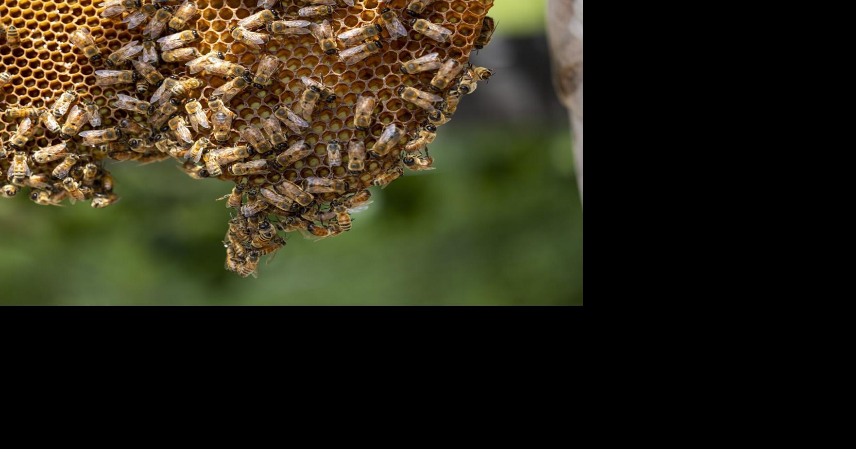 The tiniest patient: Teaching veterinarians to treat bees | State ...