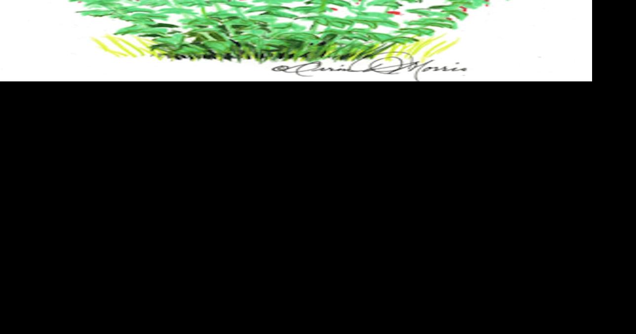 MORRIS: God's creation mystifies with its diversity | Features ...