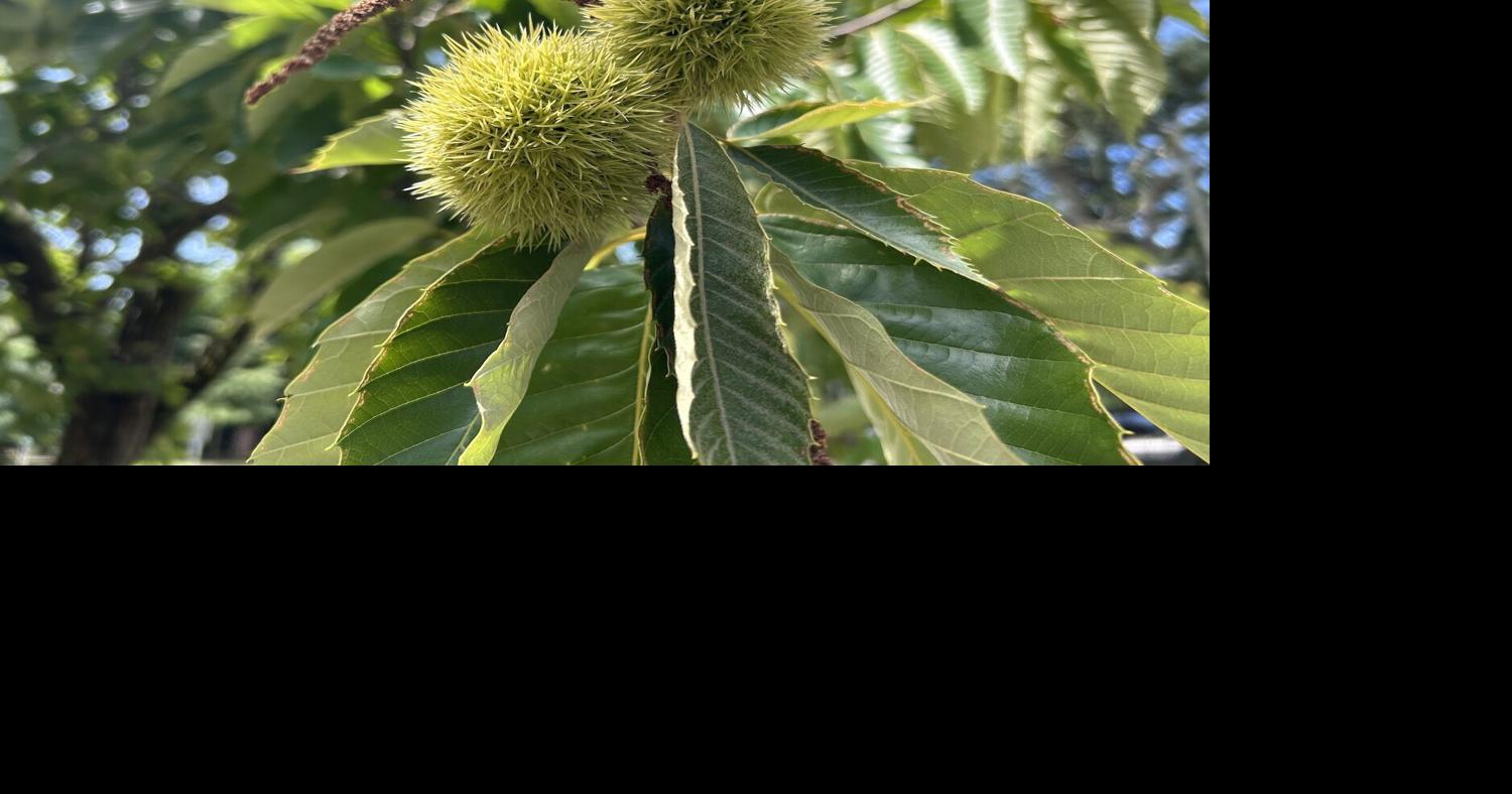 Mystery Plant: Chinese chestnut, Castanea mollissima | Features ...