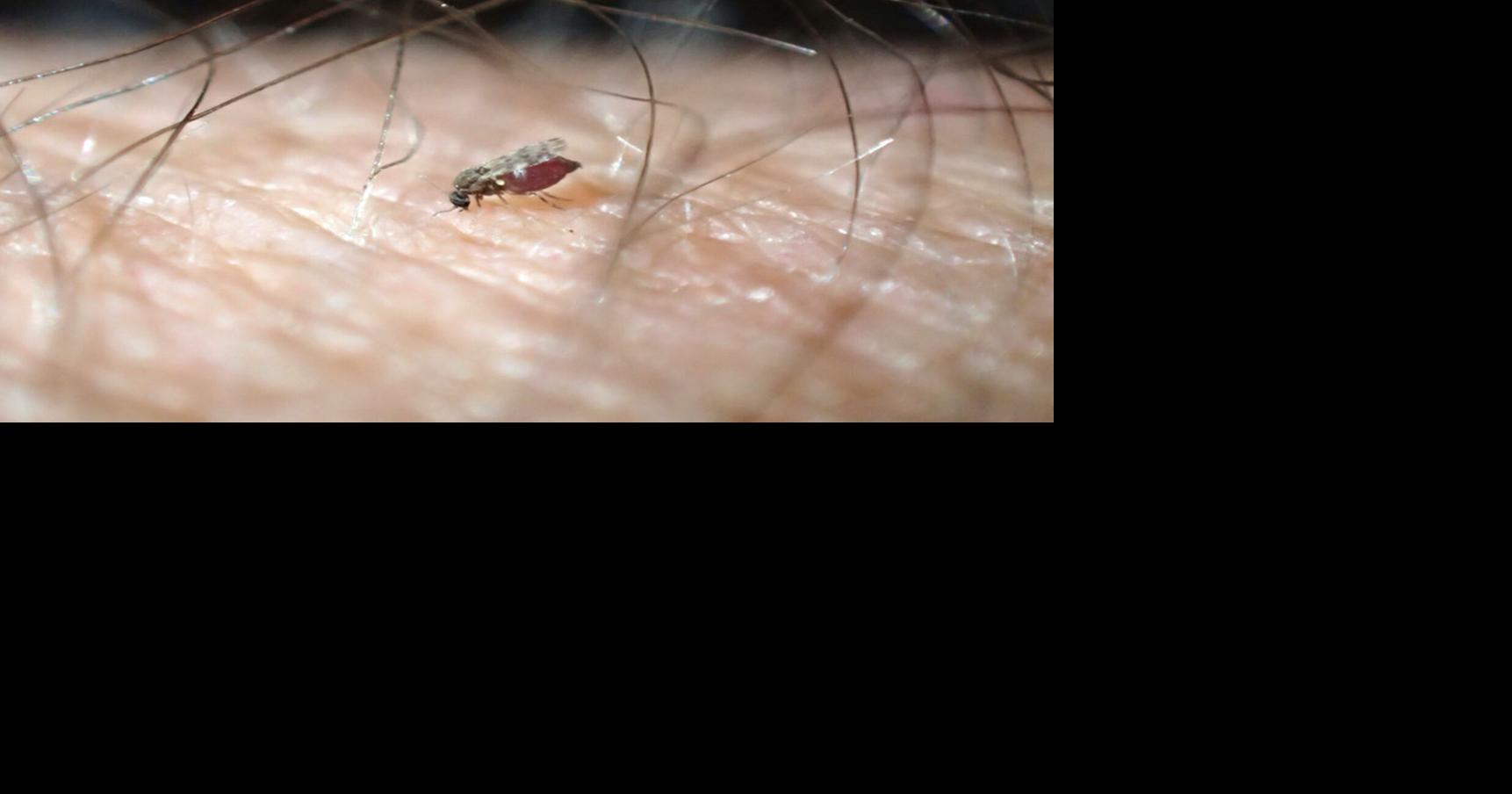 Ouch! What just bit me? | News | henryherald.com