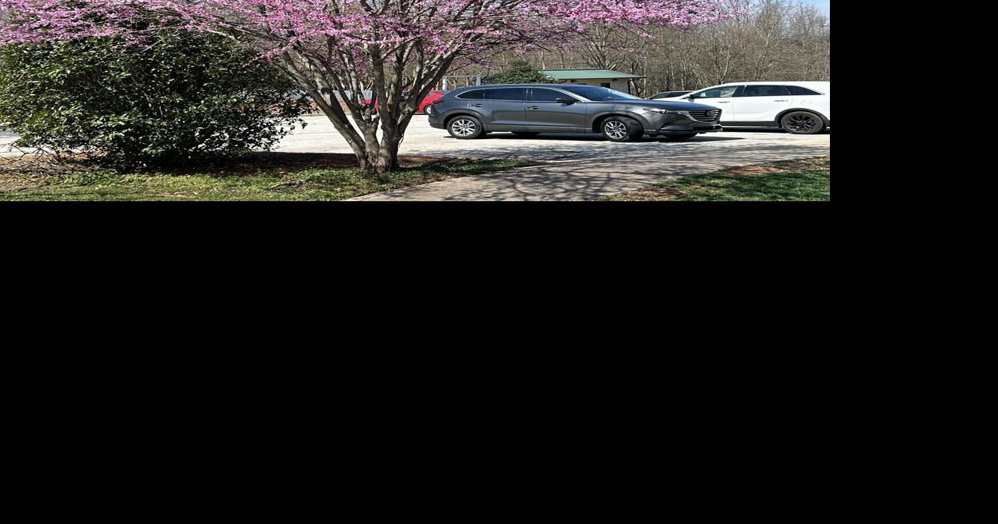 TIMOTHY DALY: Eastern redbud tree colors the spring landscape ...