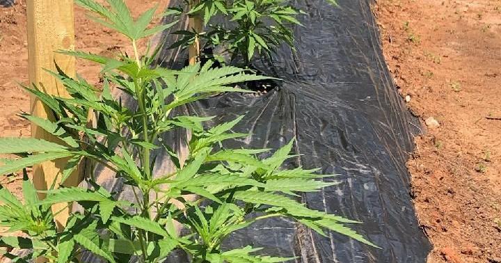 New hemp law takes effect soon in Georgia | News | henryherald.com