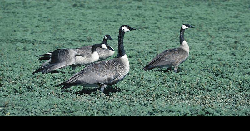 Currently flightless geese can cause feather, feces frustration for ...