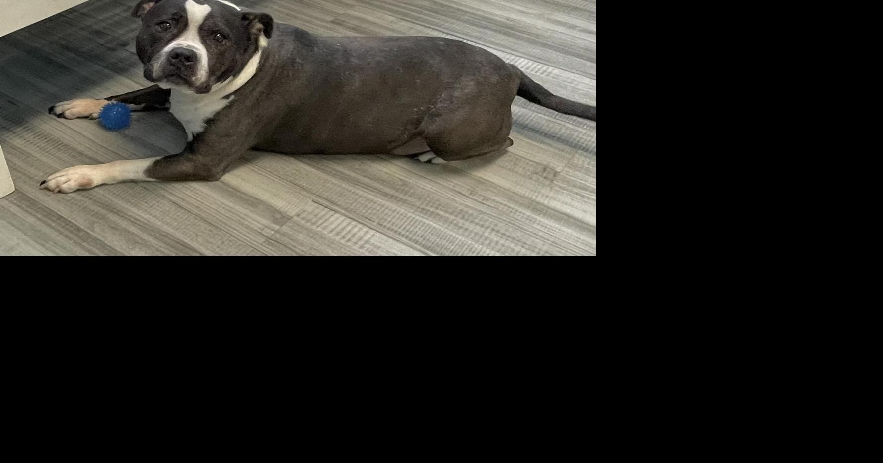 Henry County Adoptable Pets - Week of February 8 | Henry Herald Photo ...