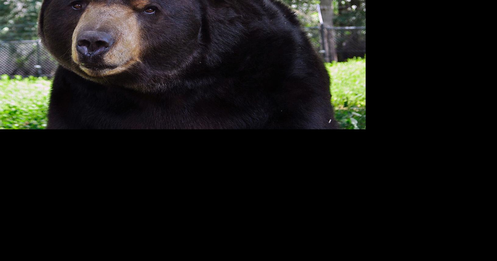 Bye Baloo: Noah’s Ark Animal Sanctuary Says Goodbye to Beloved Bear ...