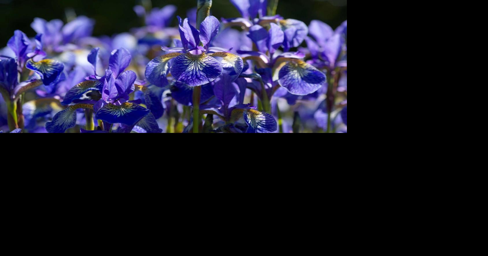Rethinking your yard? Plant more flowers | Features | henryherald.com