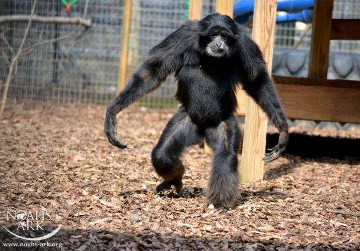 Noah’s Ark says goodbye to beloved primate Shawn-Shawn | News ...