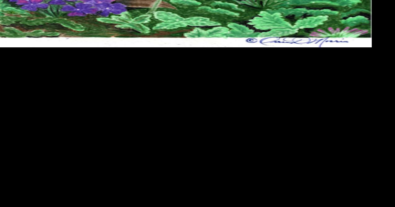 ORRIN MORRIS: Moss verbena a metaphor for how to find righteousness ...