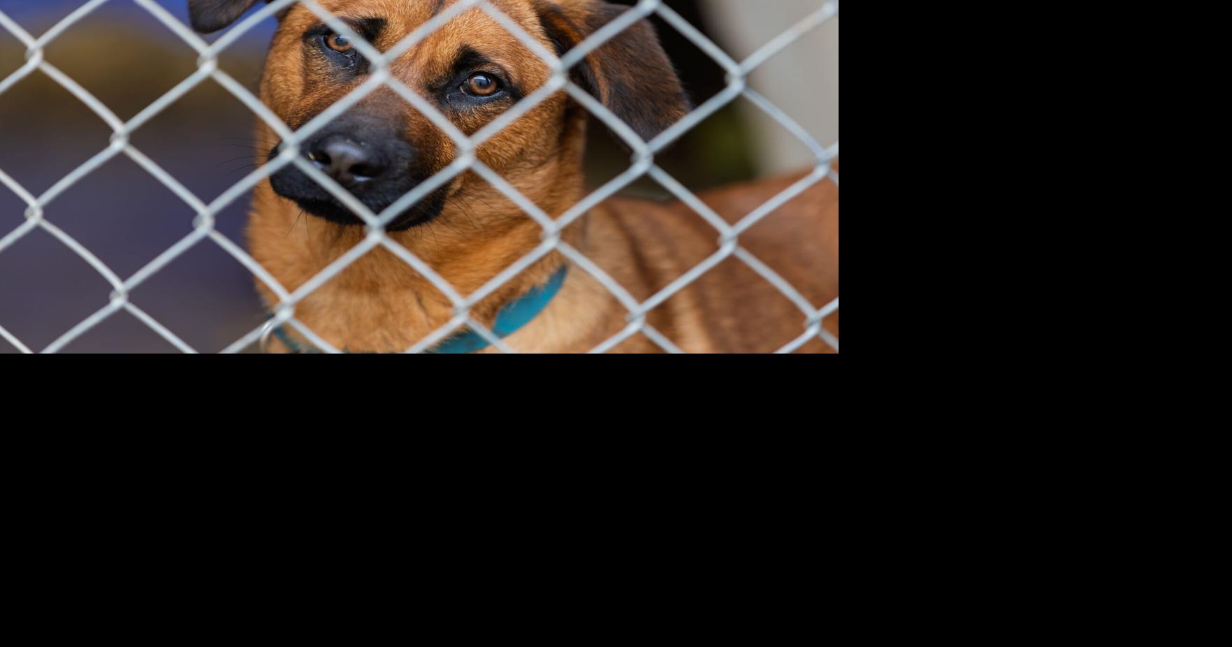 Huntington animal shelter adopts out record number of pets | News ...