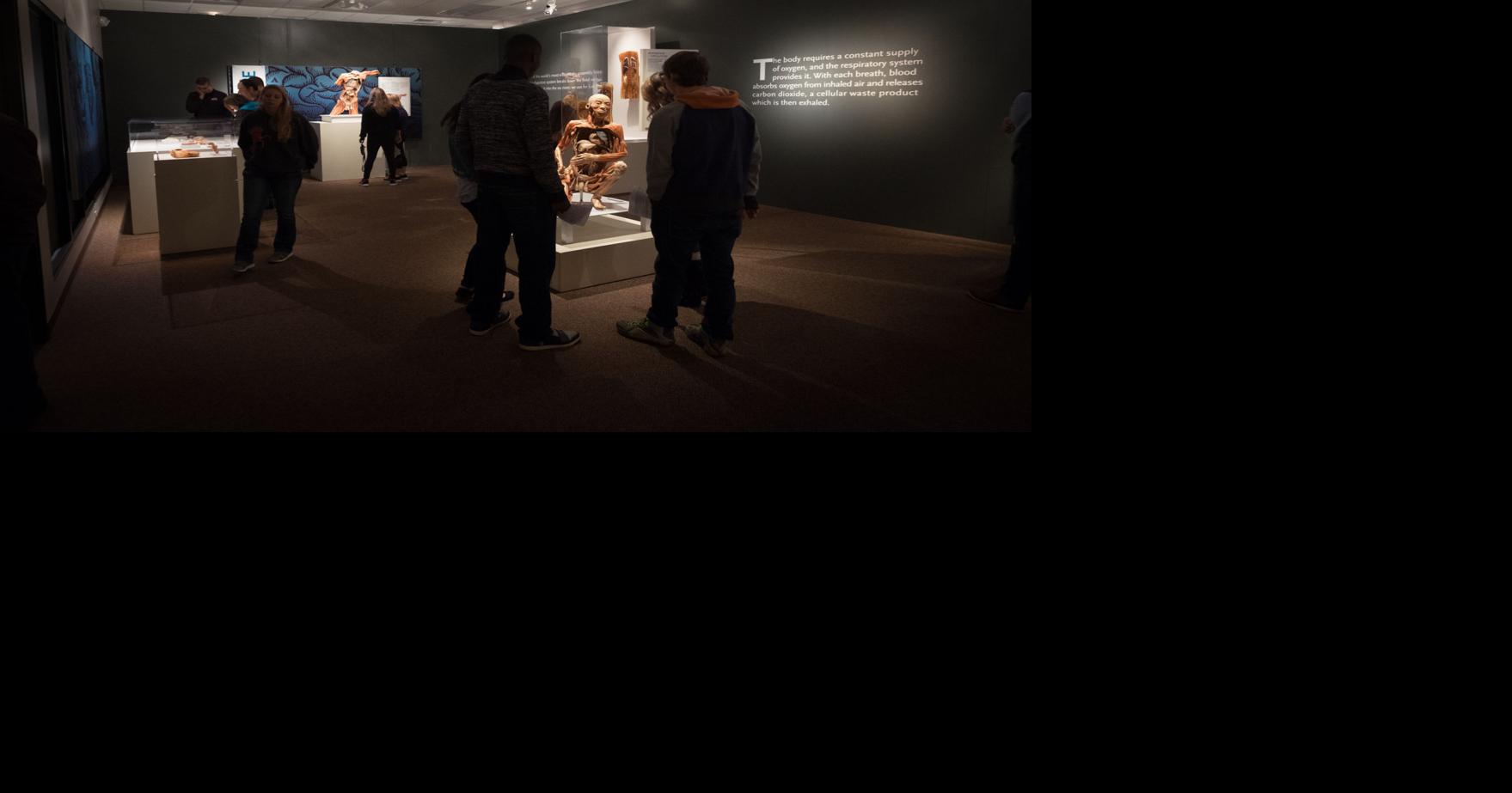 Photos: "Bodies Revealed" exhibit in Gallipolis | Photo Galleries ...