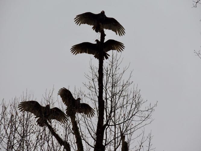 Send us your wildlife photos | Features/Entertainment | herald-dispatch.com