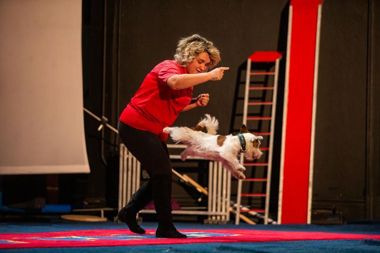 Photos: Puppy Pals Comedic Stunt Dog Show at City Hall | Multimedia ...