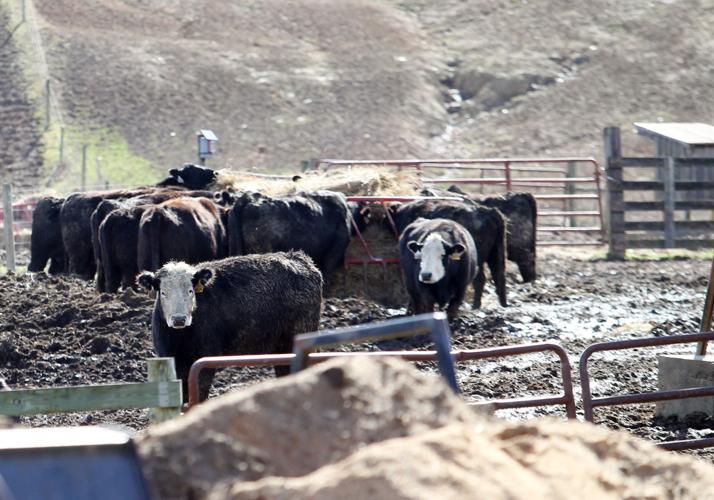 Photos: Champion Hill Cattle Farm in Bidwell, Ohio | Multimedia ...