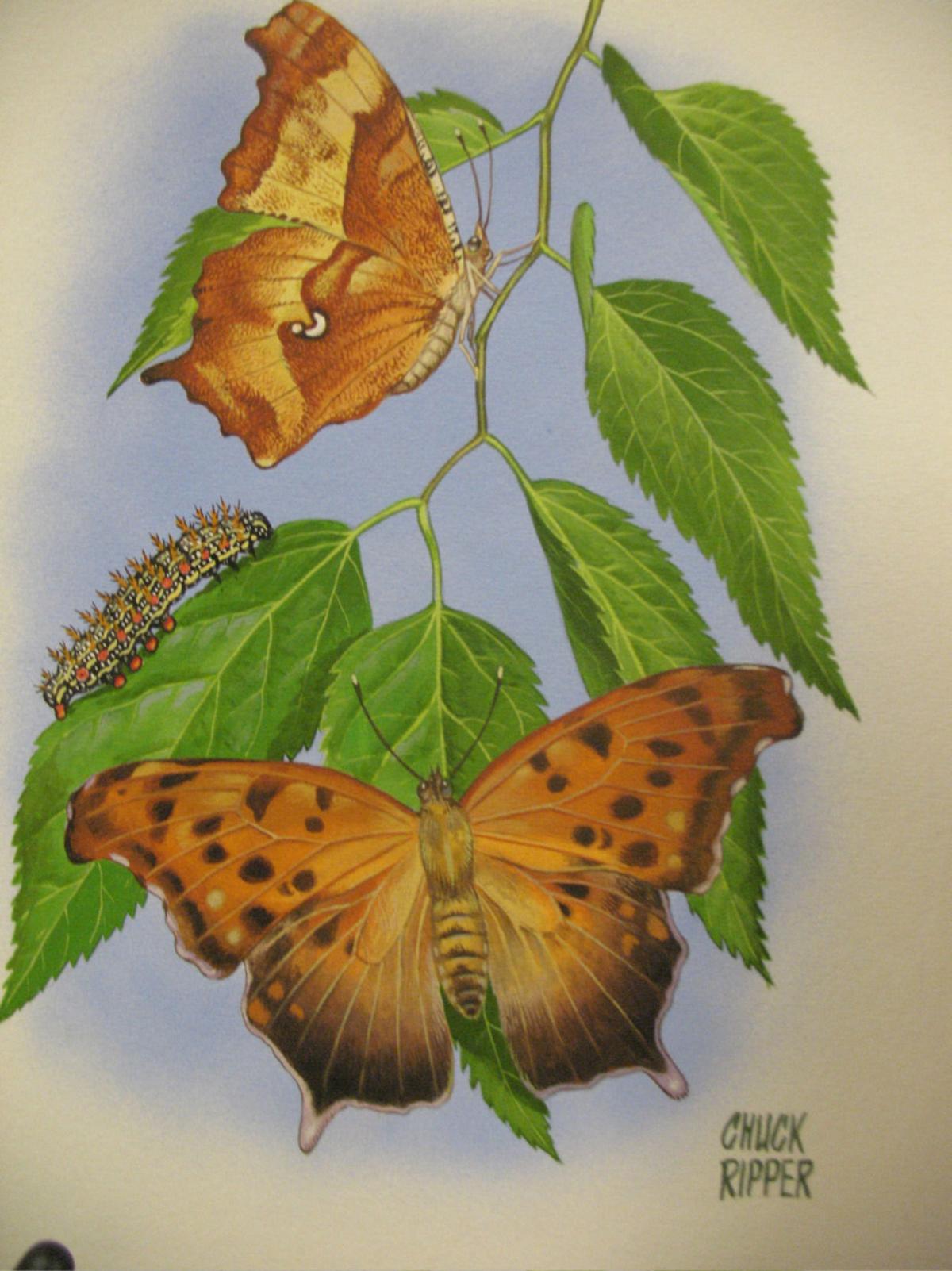 Gallery: Wildlife artist Chuck Ripper | Features/Entertainment | herald ...