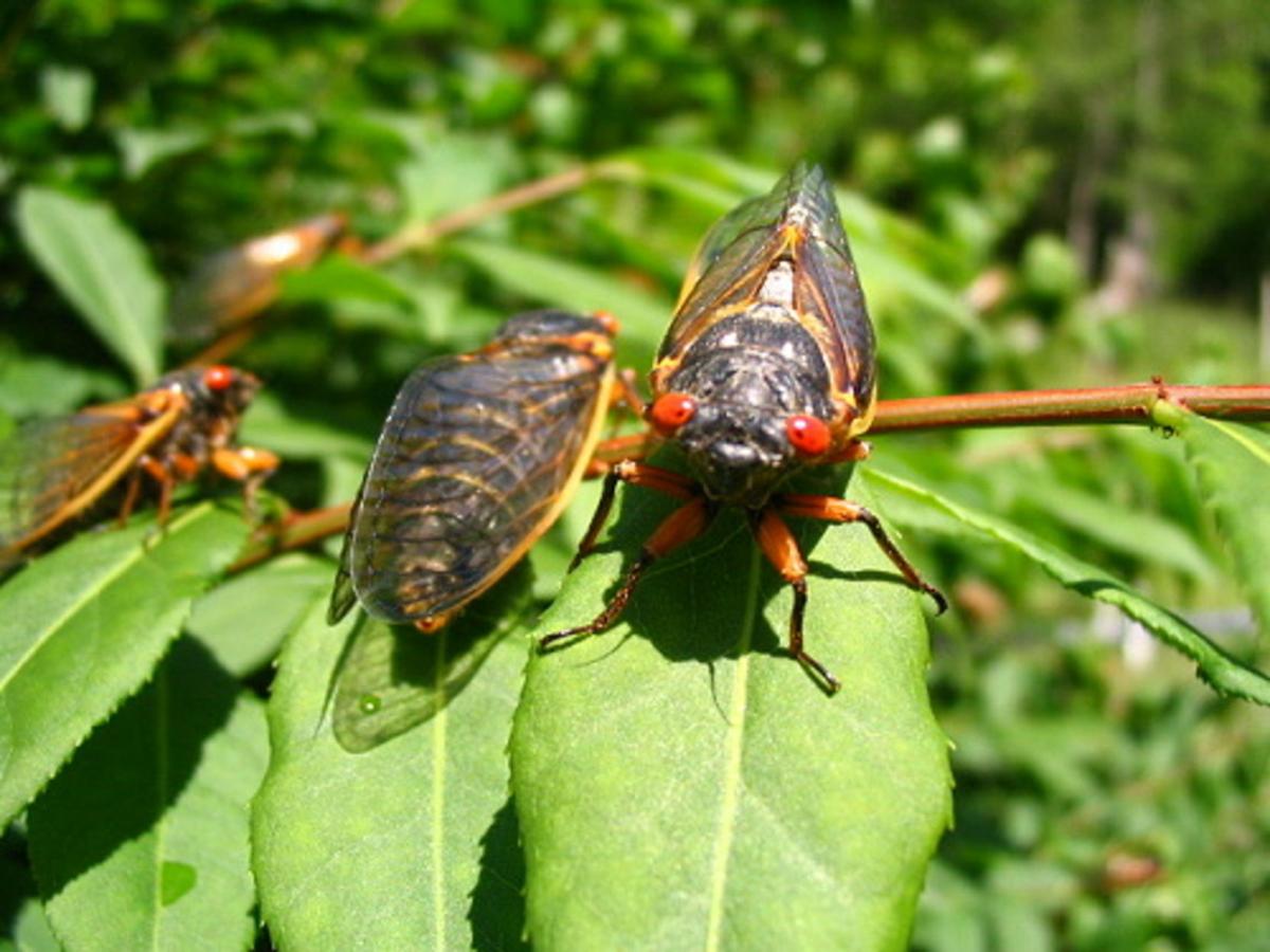 Gallery: Cicada Invasion | News | herald-dispatch.com