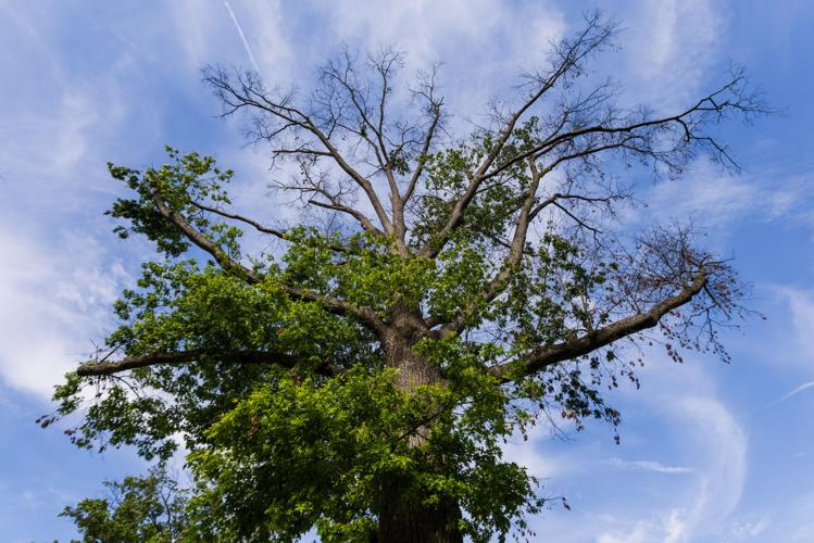 Seven trees to be removed from Ritter Park | News | herald-dispatch.com