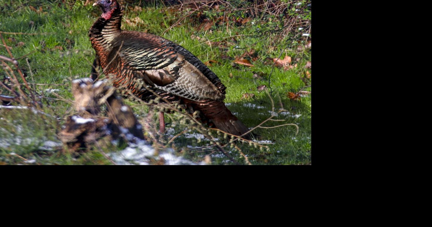 Chris Ellis: Falling in love again with fall turkey season | Sports ...
