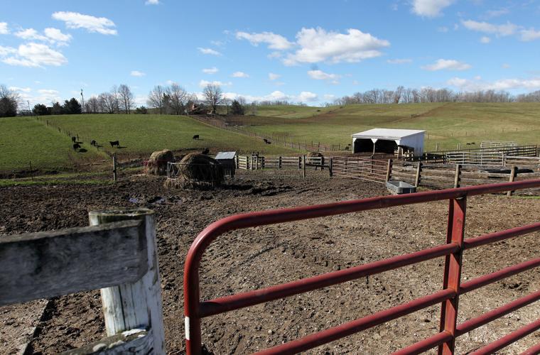 Photos: Champion Hill Cattle Farm in Bidwell, Ohio | Multimedia ...
