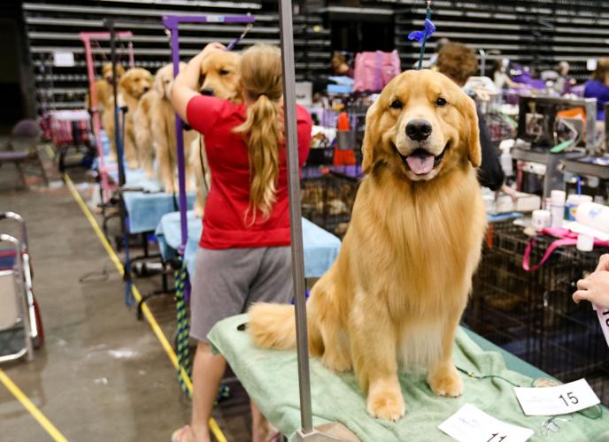Photos: Huntington Kennel Club's 99th American Kennel Club dog show ...