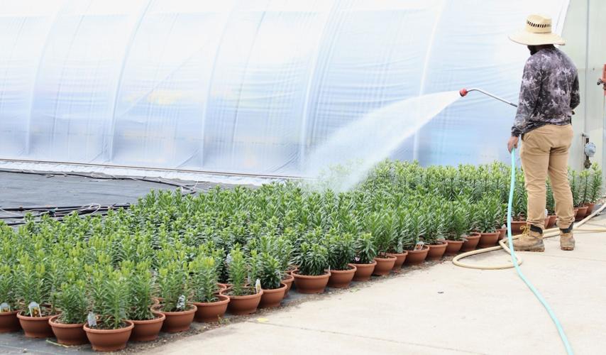 Gritt's Farm celebrates spring | Putnam News | herald-dispatch.com