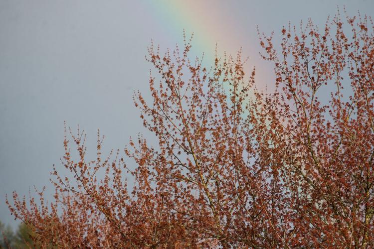 Spring scenes bloom around Beech Fork Lake | News | herald-dispatch.com