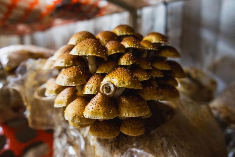 Tunnel vision: Mushroom maven converts former WV Turnpike passage into ...