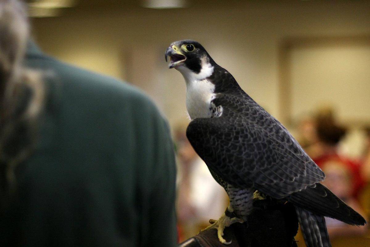 Three Rivers Avian Center gives lessons on birds of prey | | herald ...